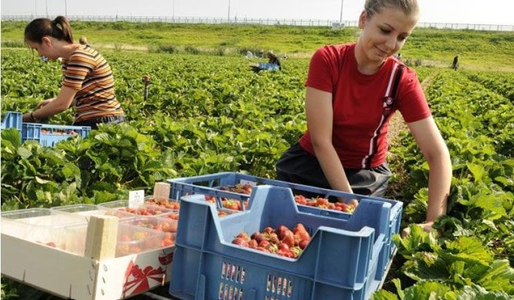 Locuri de muncă în Spania - domeniul sezonier agricol (cules fructe ...
